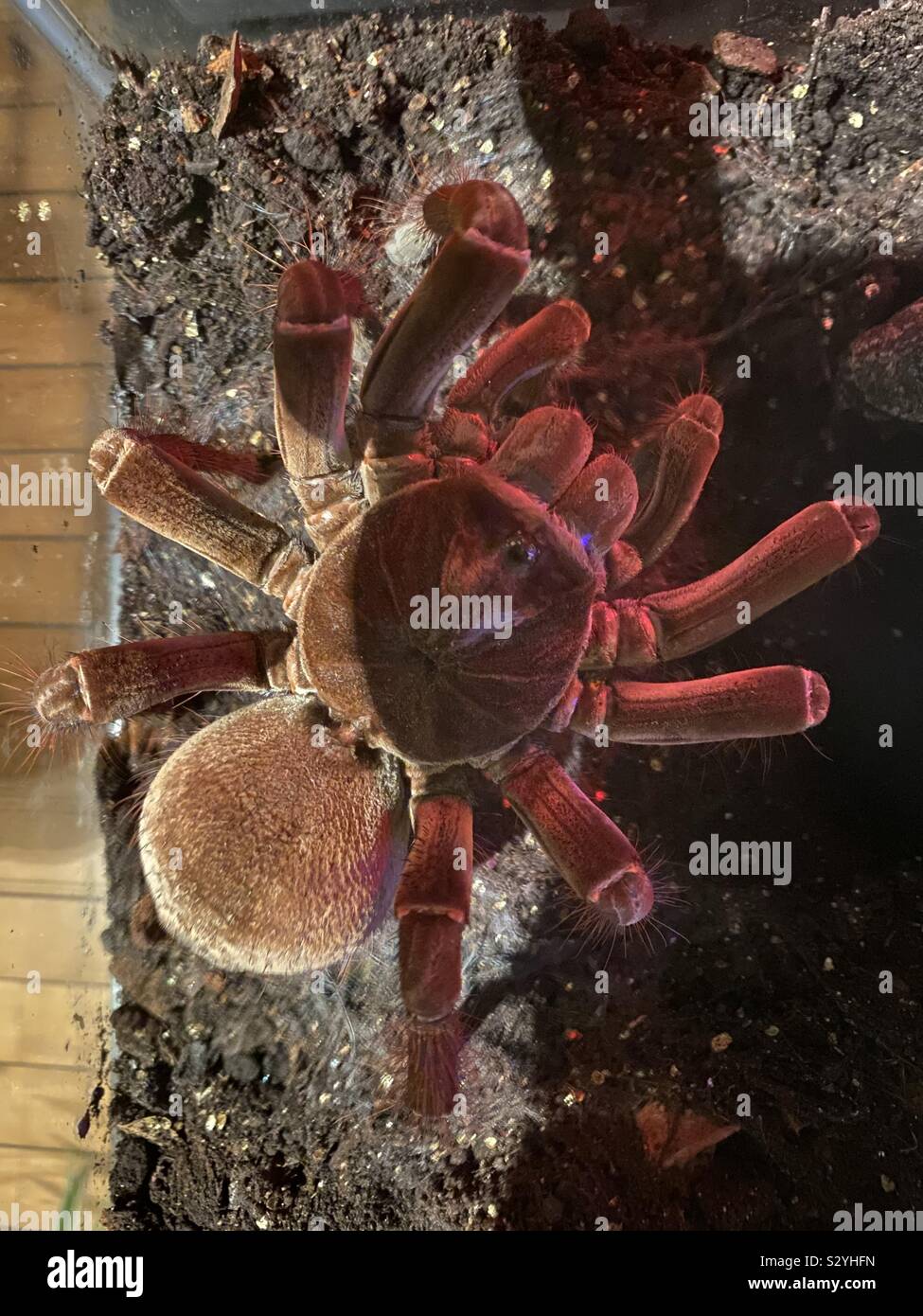 Goliath tarantula hi-res stock photography and images - Alamy