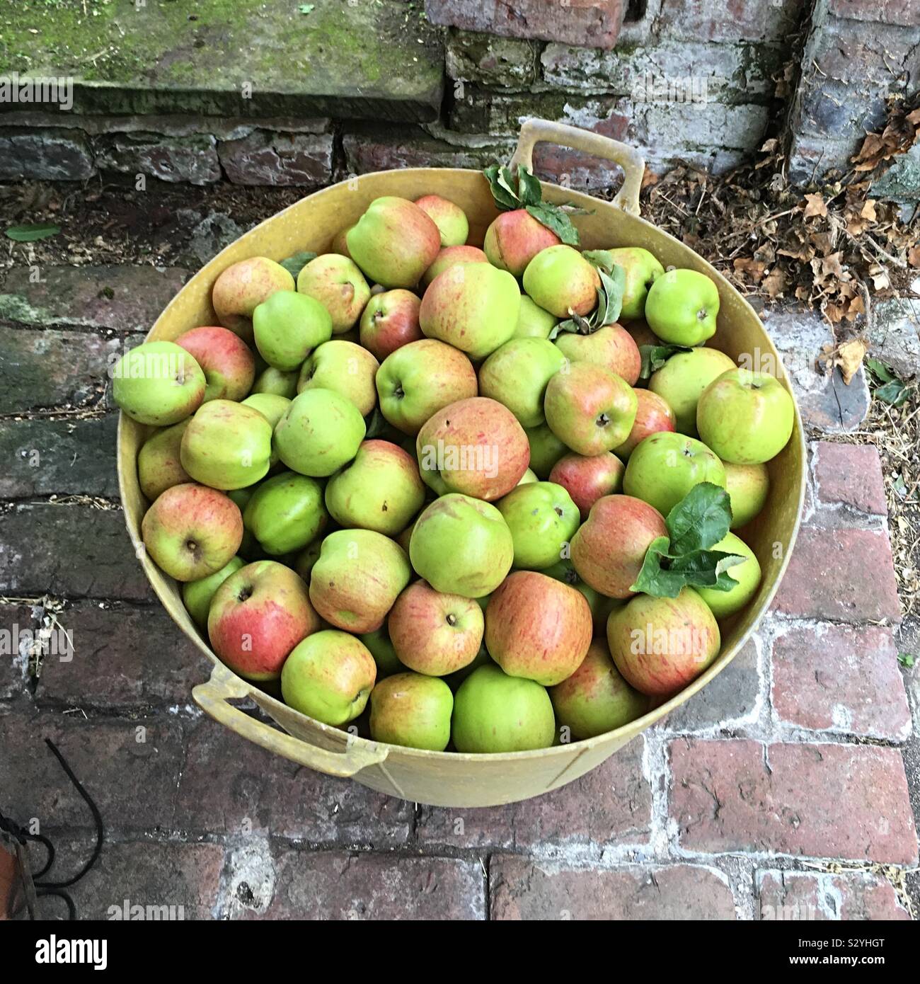 Bucket of apples Stock Photo - Alamy