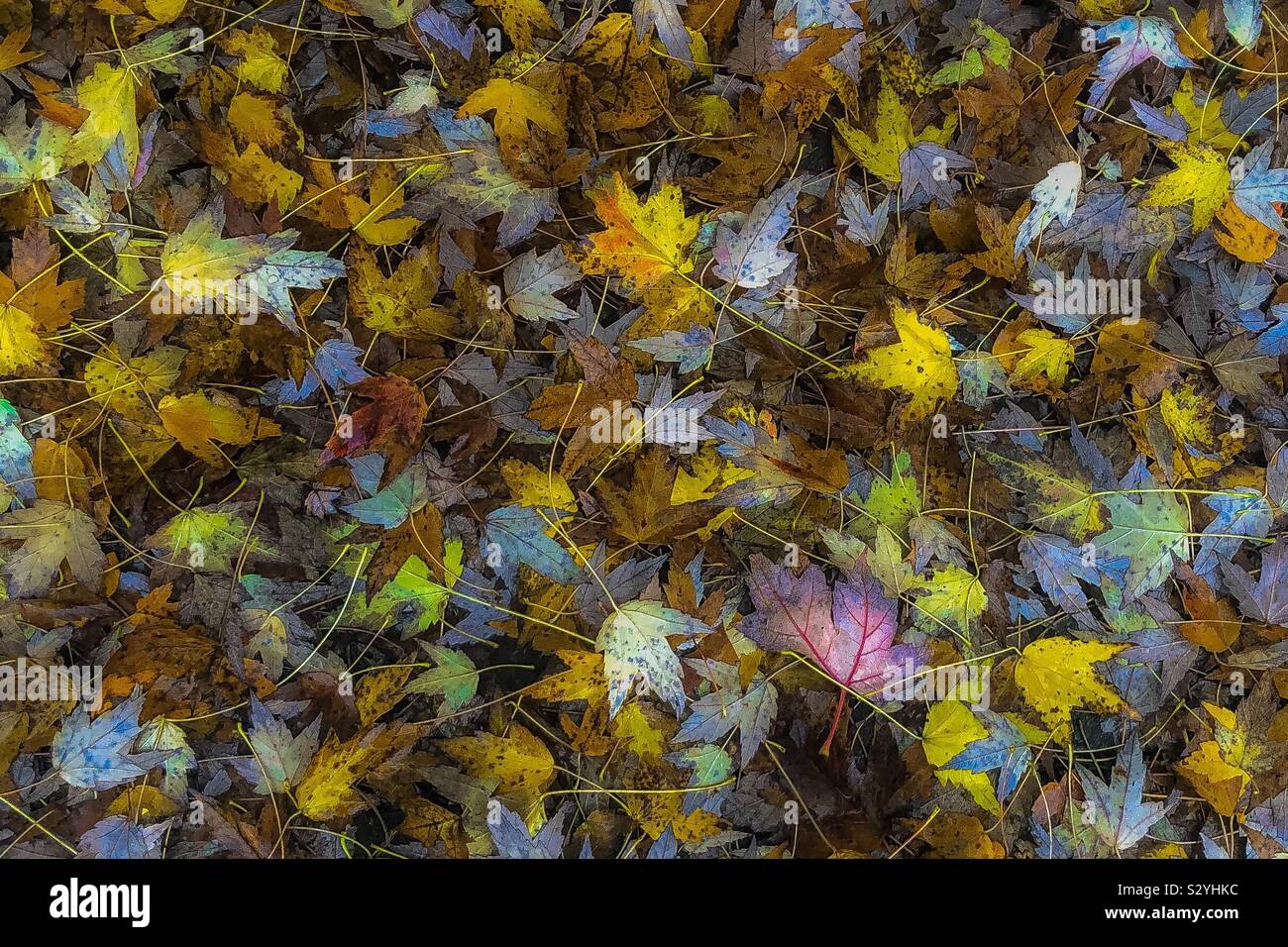 Plant parts hi-res stock photography and images - Alamy