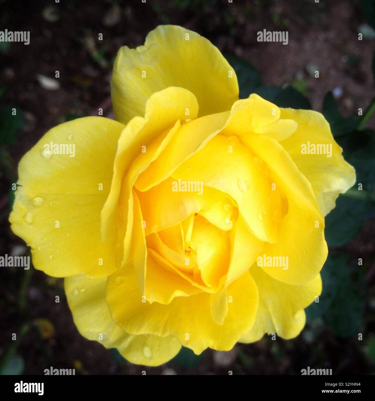 Rose plant after rain hi-res stock photography and images - Alamy