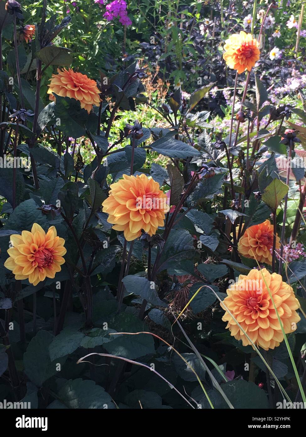 Dahlia ‘David Howard’ Stock Photo - Alamy