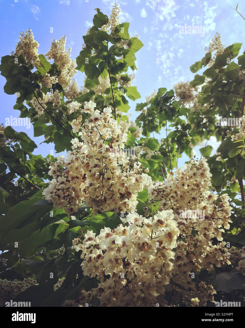 Indian Bean Tree High Resolution Stock Photography and Images - Alamy