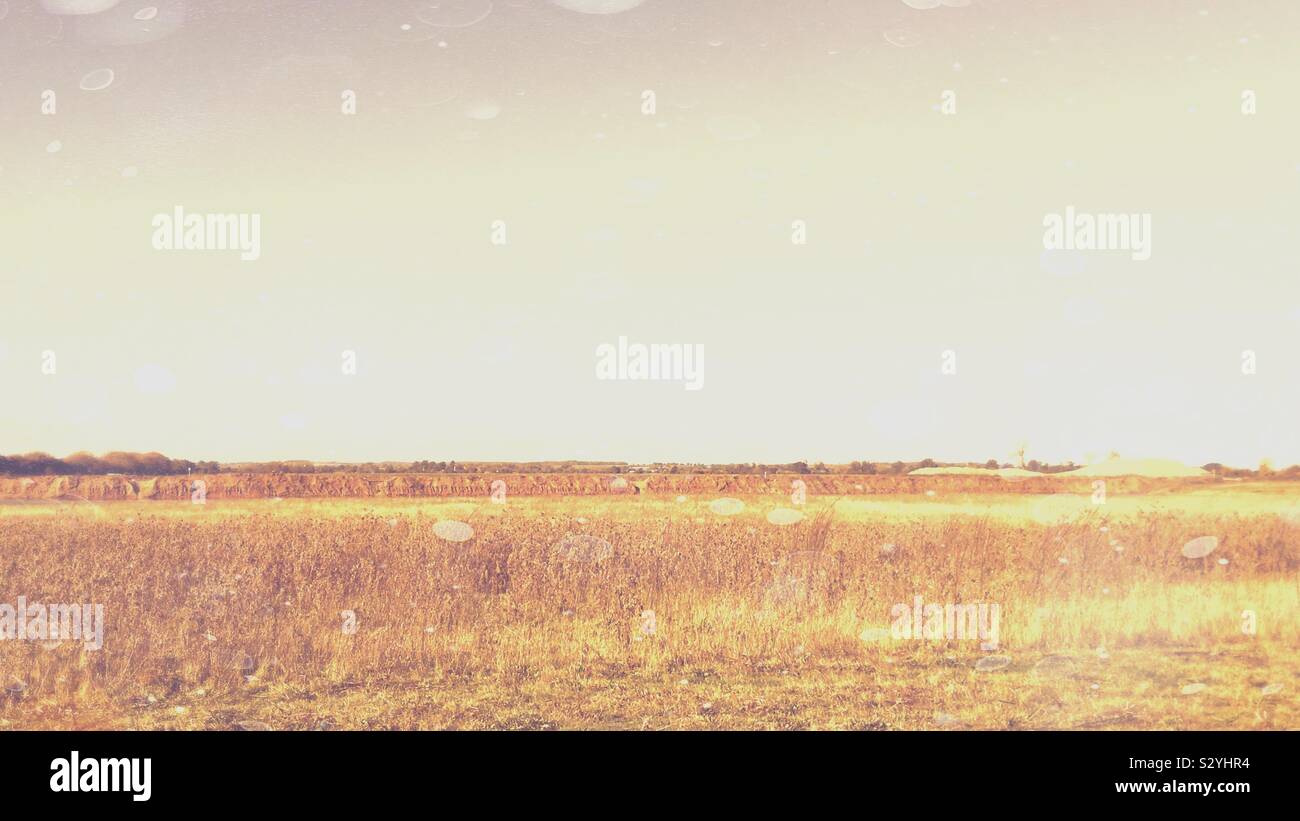 Corn field in a flat rural landscape Stock Photo - Alamy