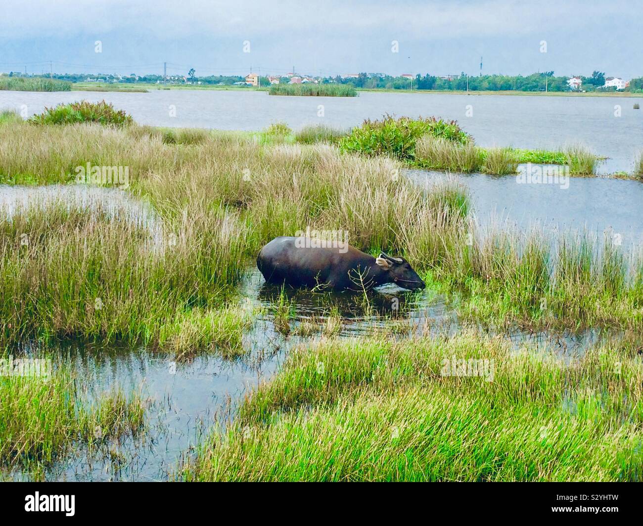 Grassy river bank hi-res stock photography and images - Alamy