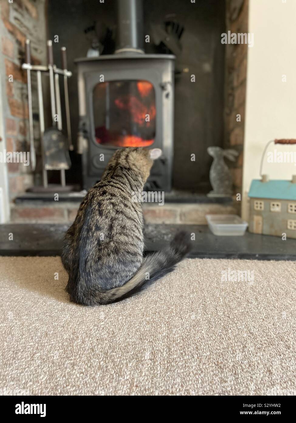 Cat hot hi-res stock photography and images - Alamy