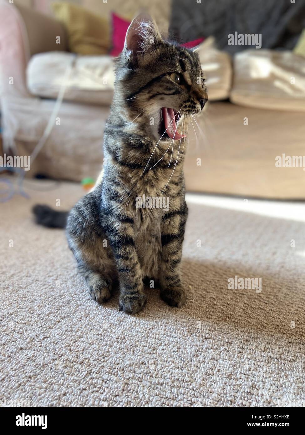 Yawning kitten hi-res stock photography and images - Alamy