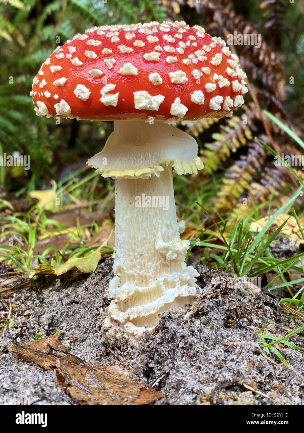 Toadstool fungi hi-res stock photography and images - Alamy