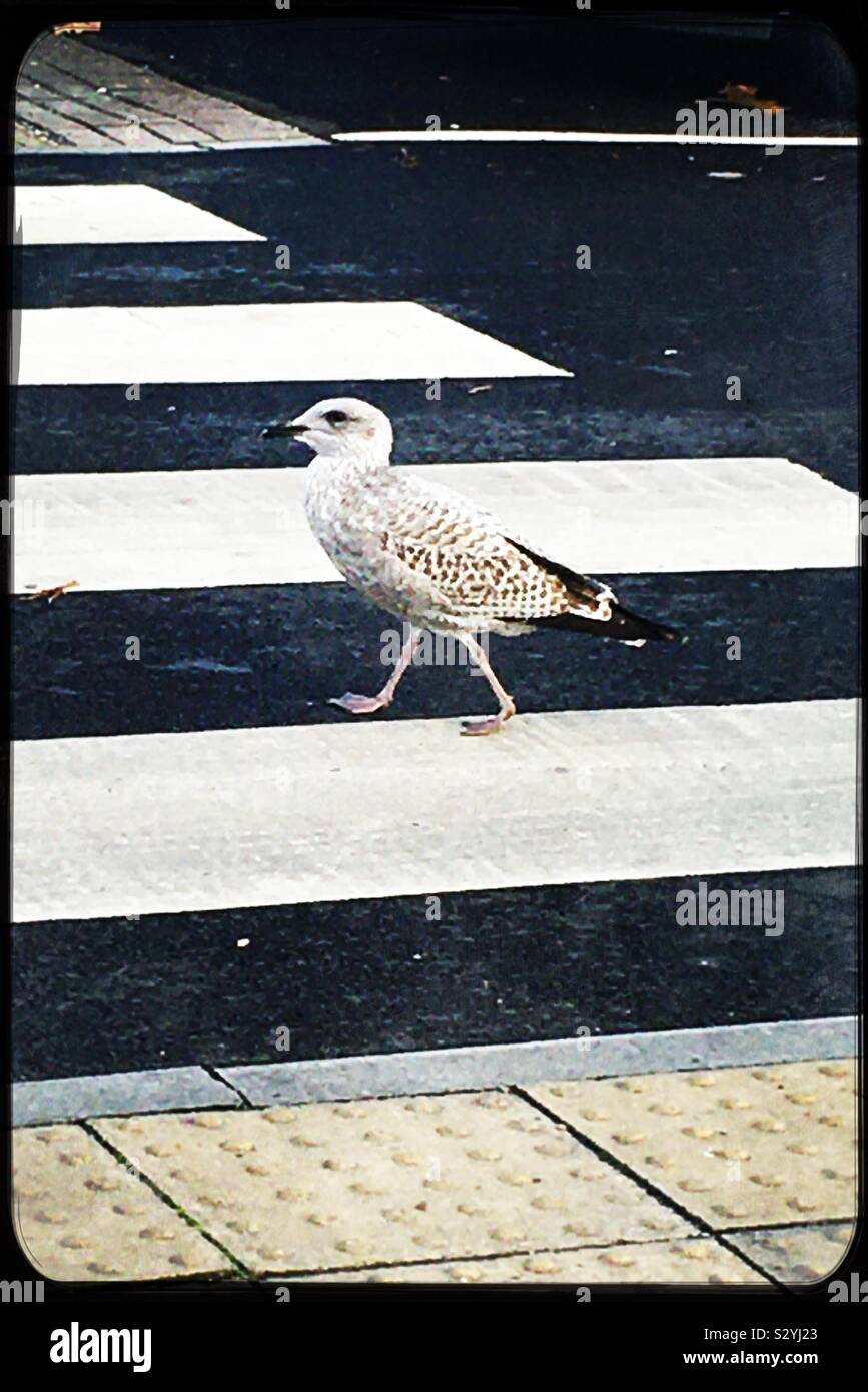 A young seagull walking on a zebra crossing Stock Photo - Alamy