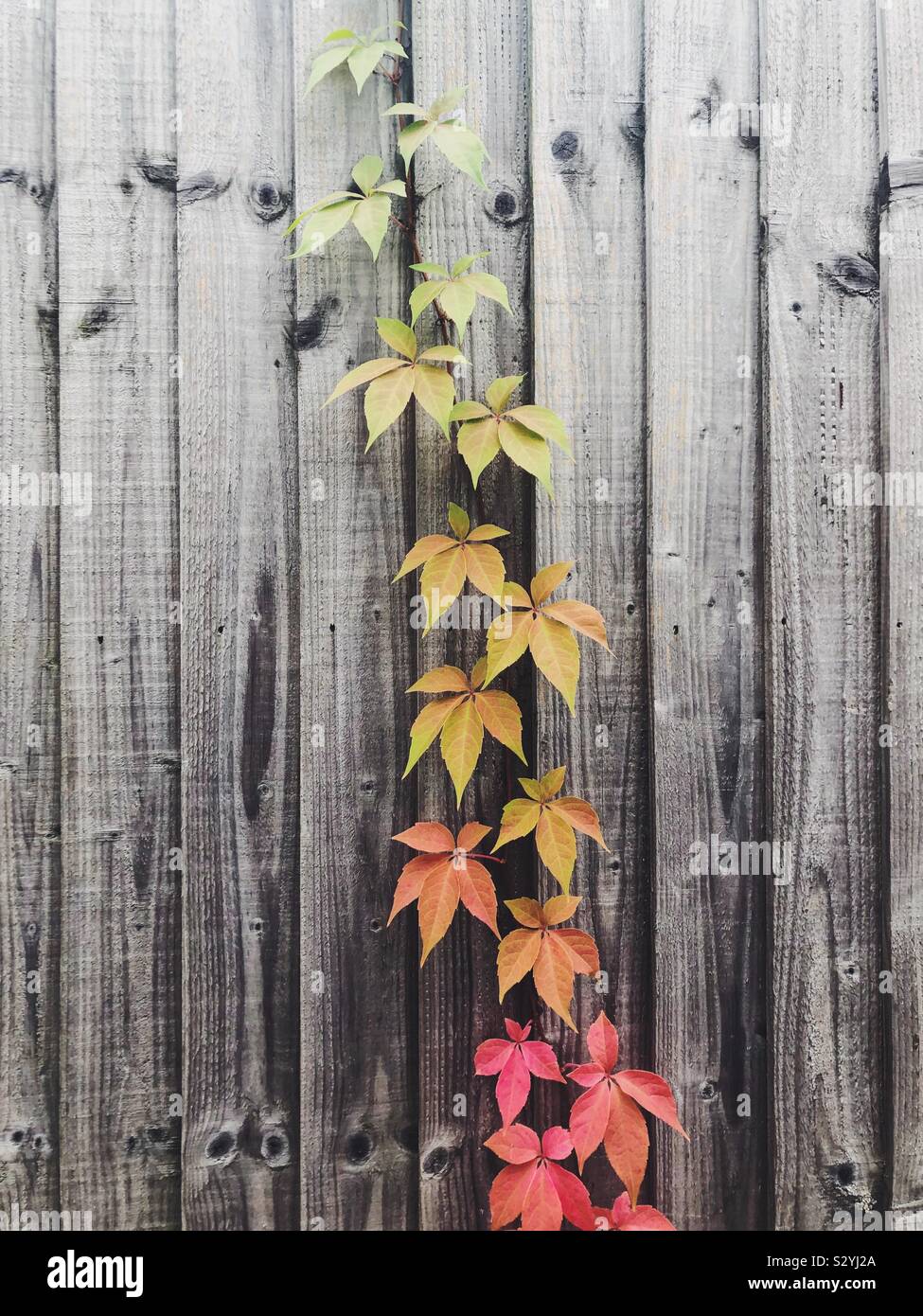 Plant shown hi-res stock photography and images - Alamy