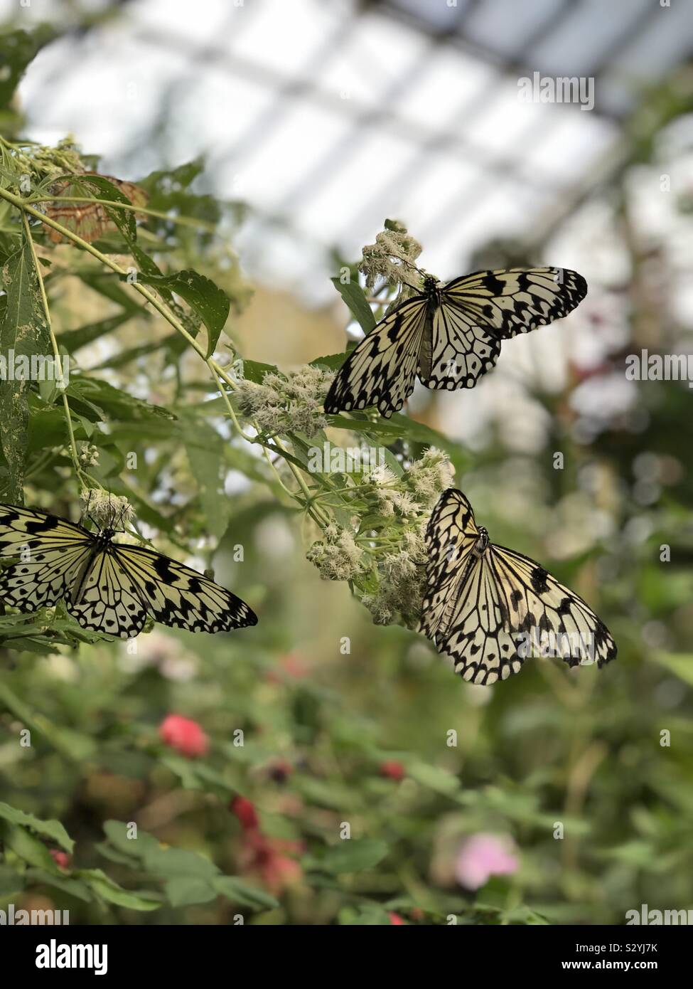 3 butterflies hi-res stock photography and images - Alamy
