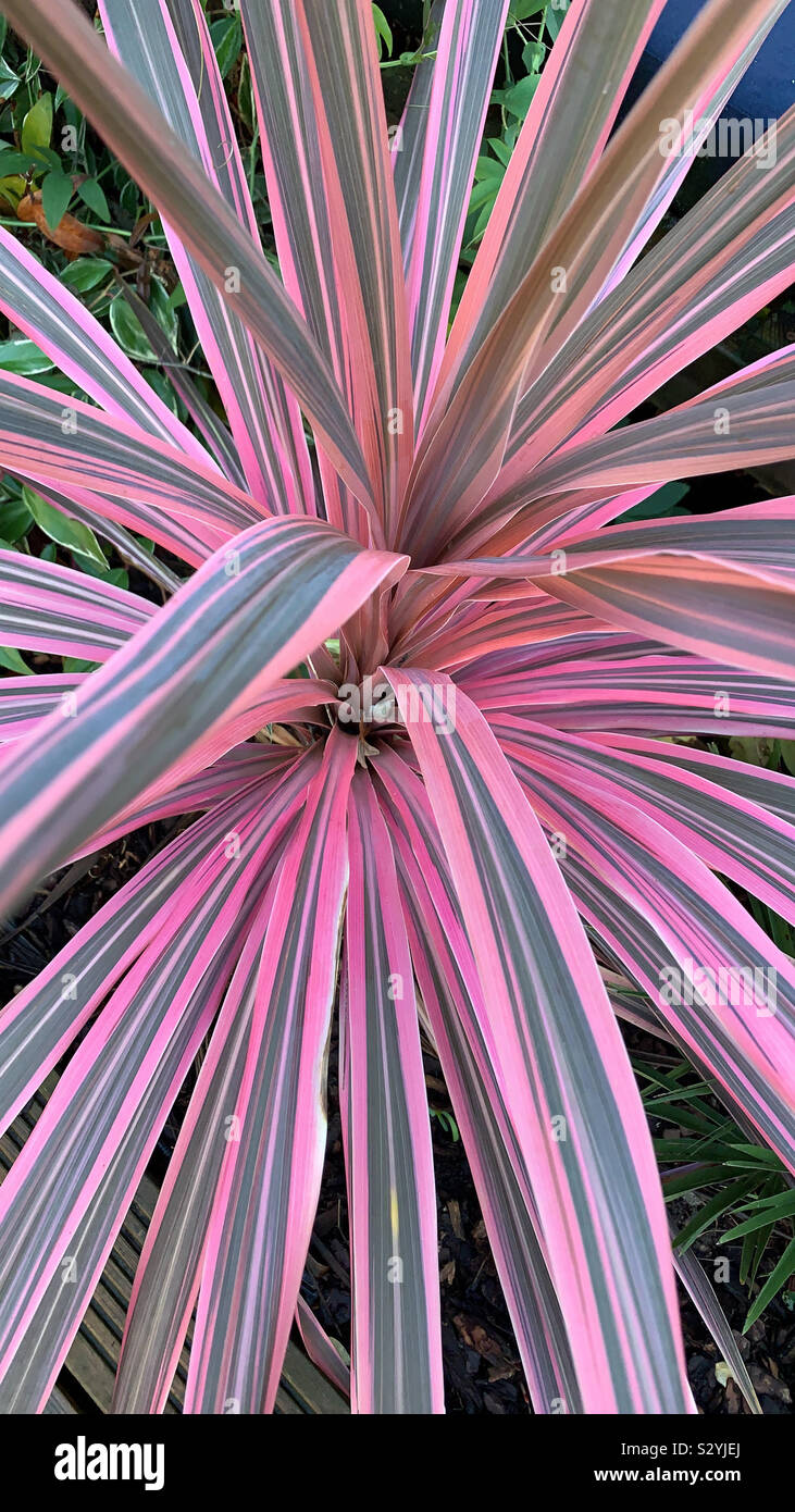 Song of India Stock Photo - Alamy