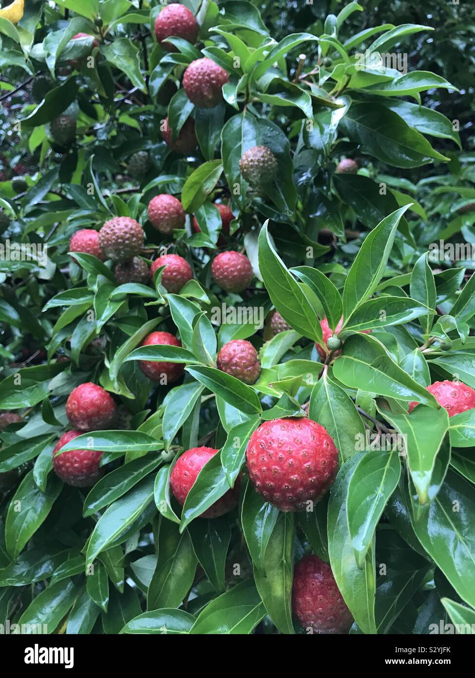 Corpus capitata hi-res stock photography and images - Alamy