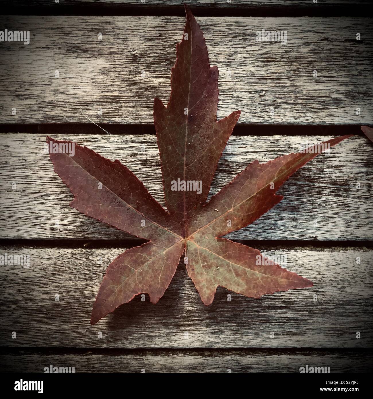 Rustic leaf hi-res stock photography and images - Alamy