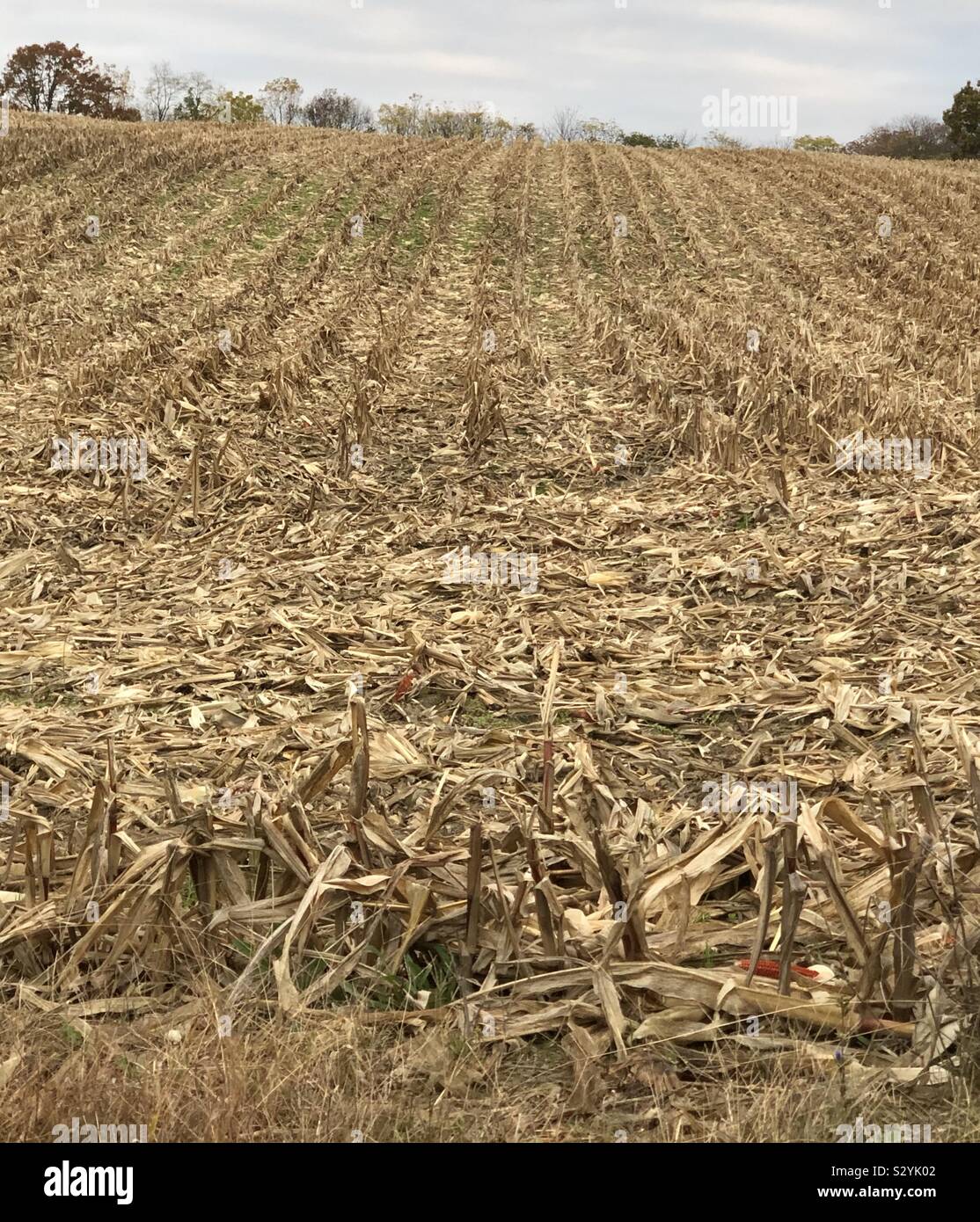 Corn field rows harvested Stock Photo - Alamy