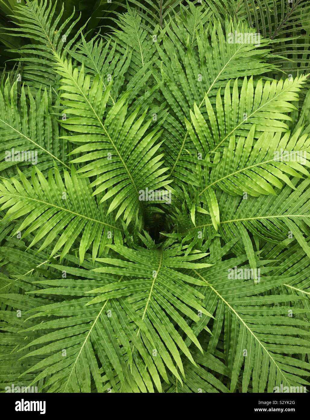Fern swirl hi-res stock photography and images - Alamy