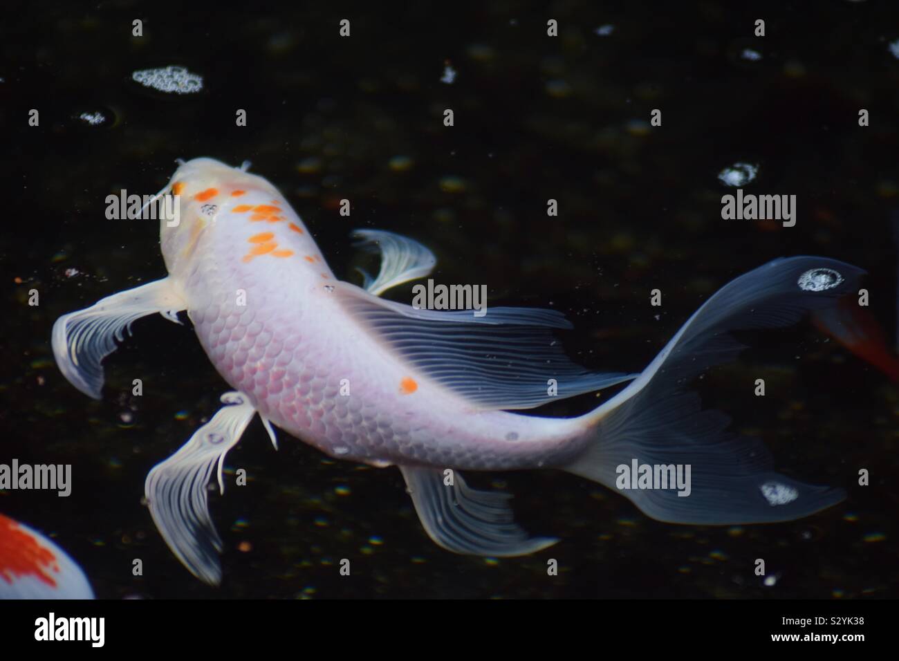 Koi fish pond hi-res stock photography and images - Alamy