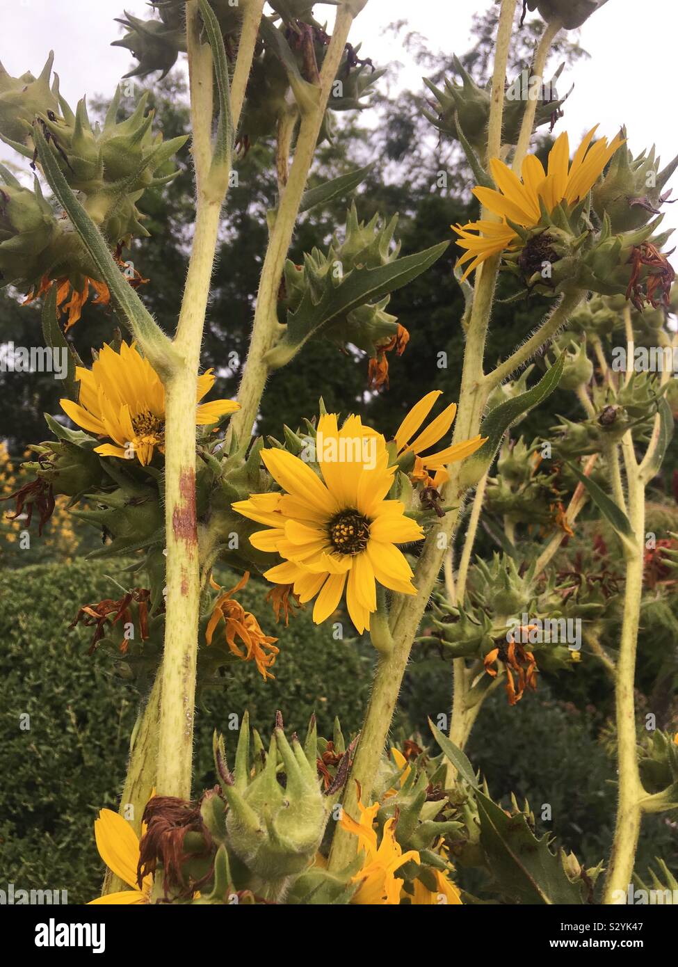 Small sunflowers hi-res stock photography and images - Alamy