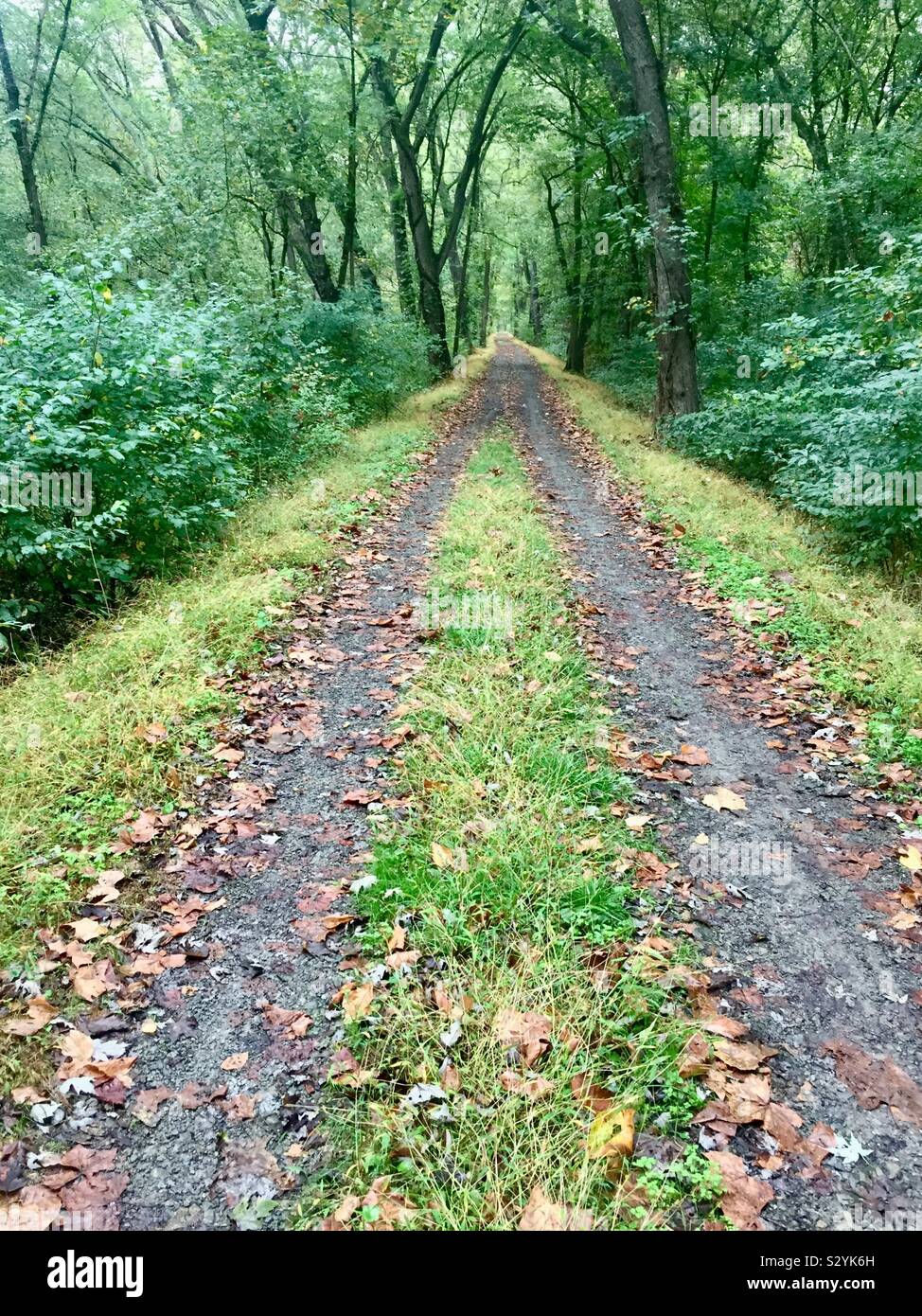 Pathway through forests hi-res stock photography and images - Alamy