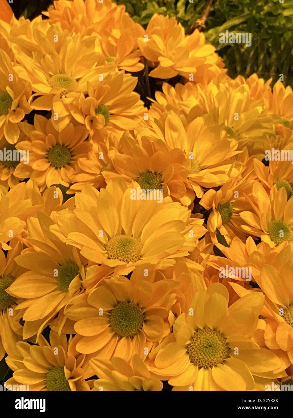Golden daisy hi-res stock photography and images - Alamy