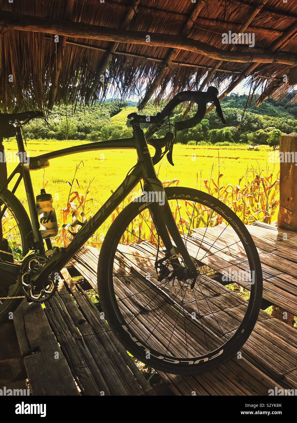 Cycling through rice fields Stock Photo - Alamy