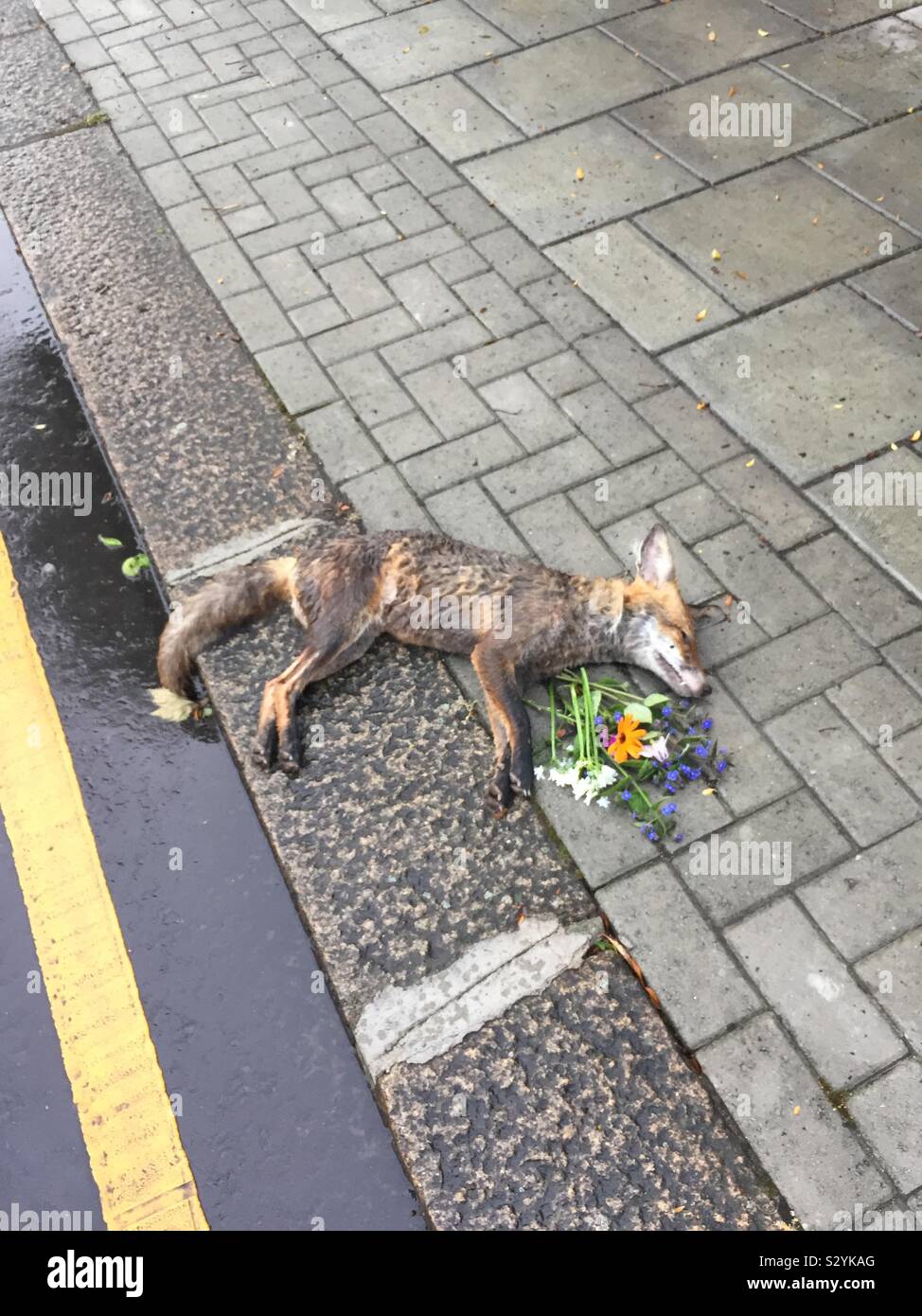 Dead fox road kill Stock Photo - Alamy