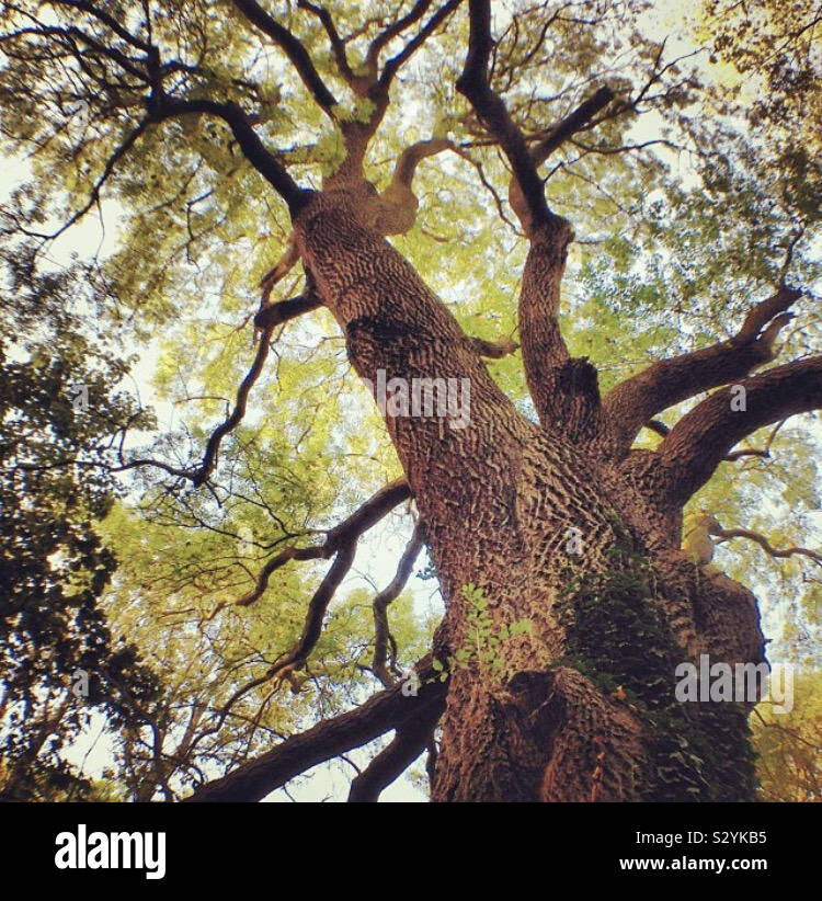 Stunning ash tree in early summer Stock Photo - Alamy