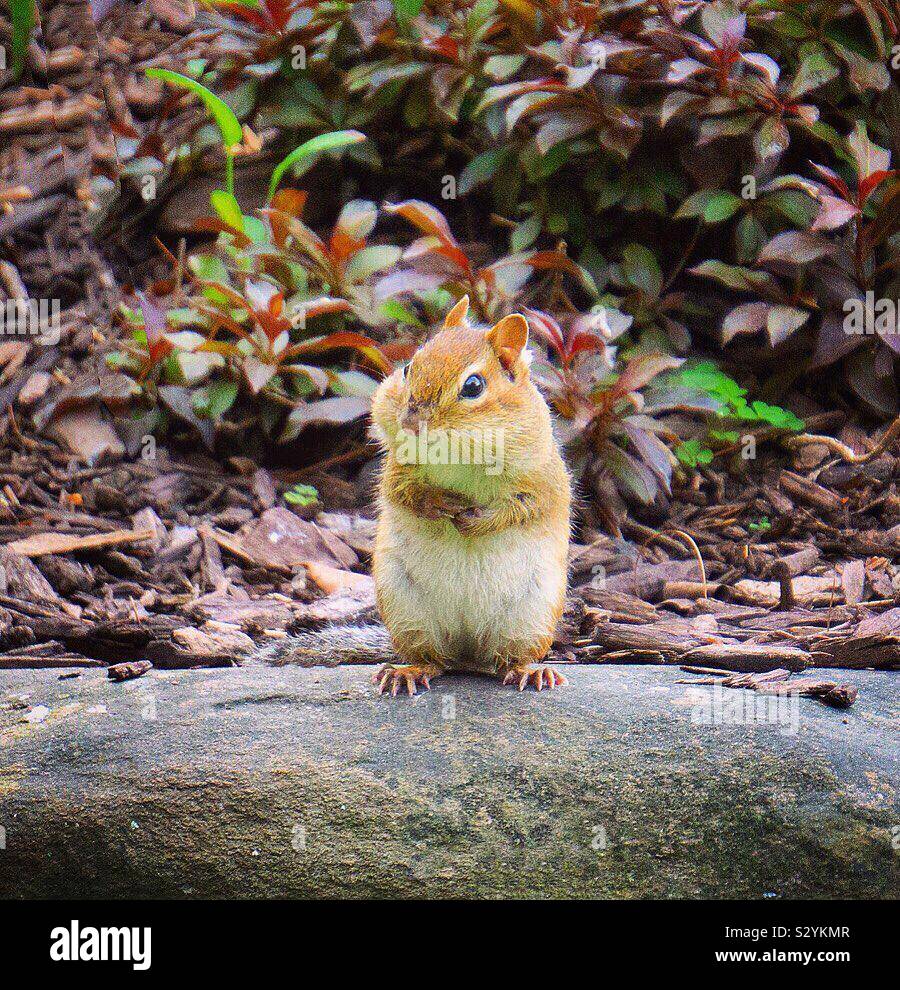 Chipmunk preparing for winter Stock Photo - Alamy