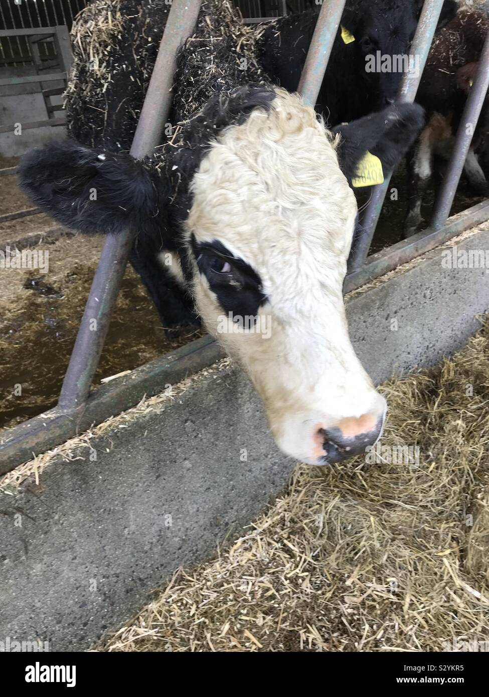 Cow feeding time hi-res stock photography and images - Alamy