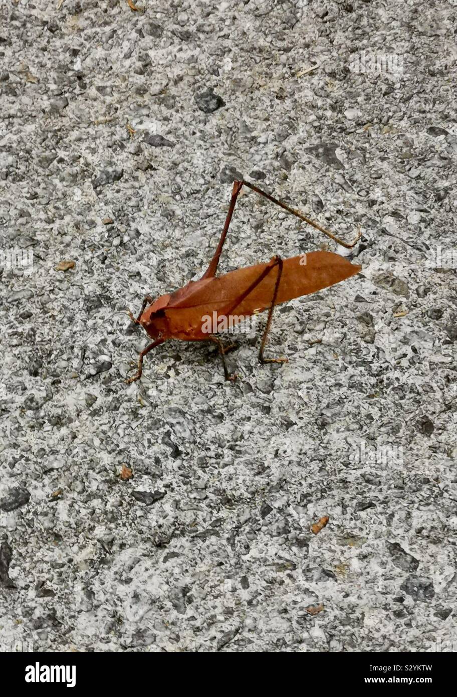 Dead leaf grasshopper hi-res stock photography and images - Alamy