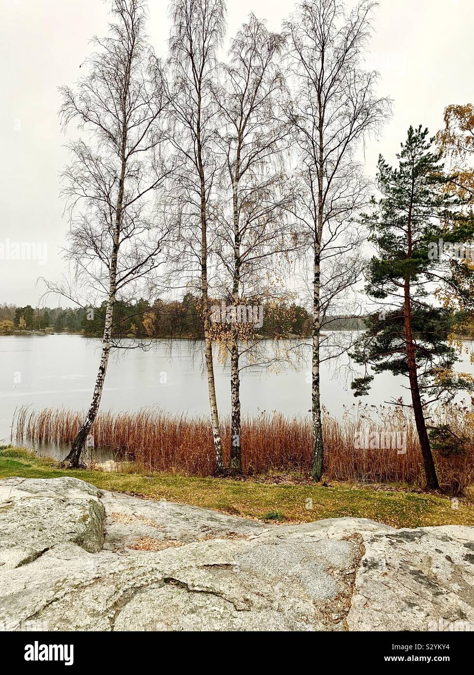 Trees on the waterside behind rocky ground in autumn Stock Photo - Alamy