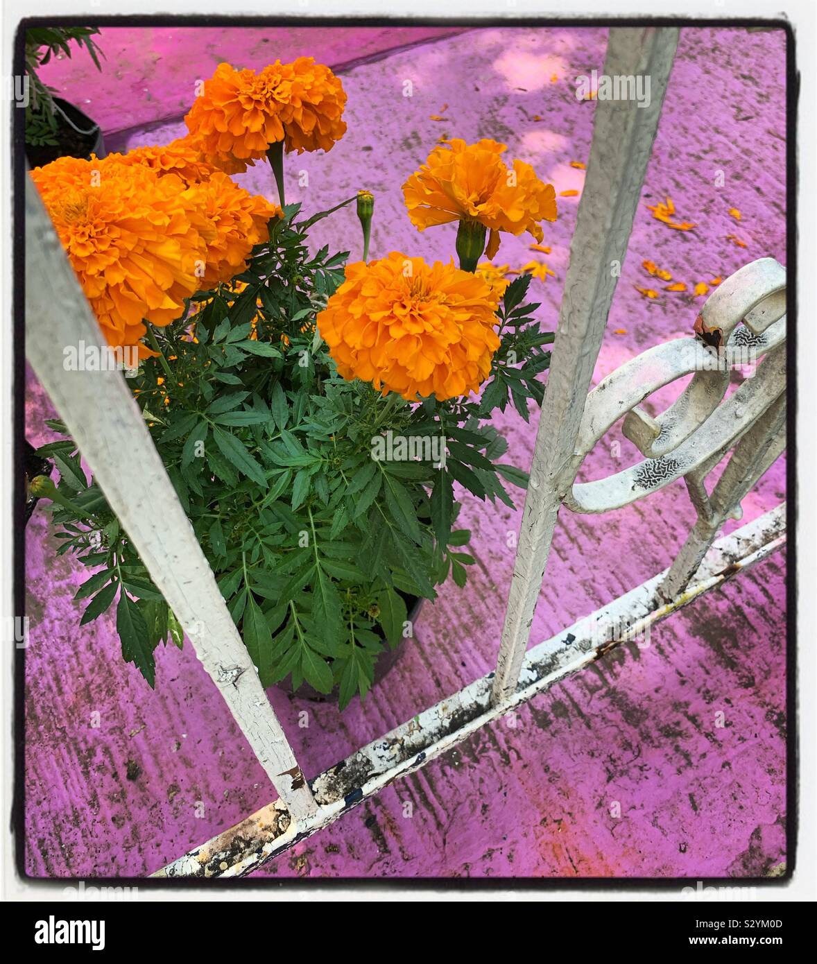Plant of remembrance hi-res stock photography and images - Alamy