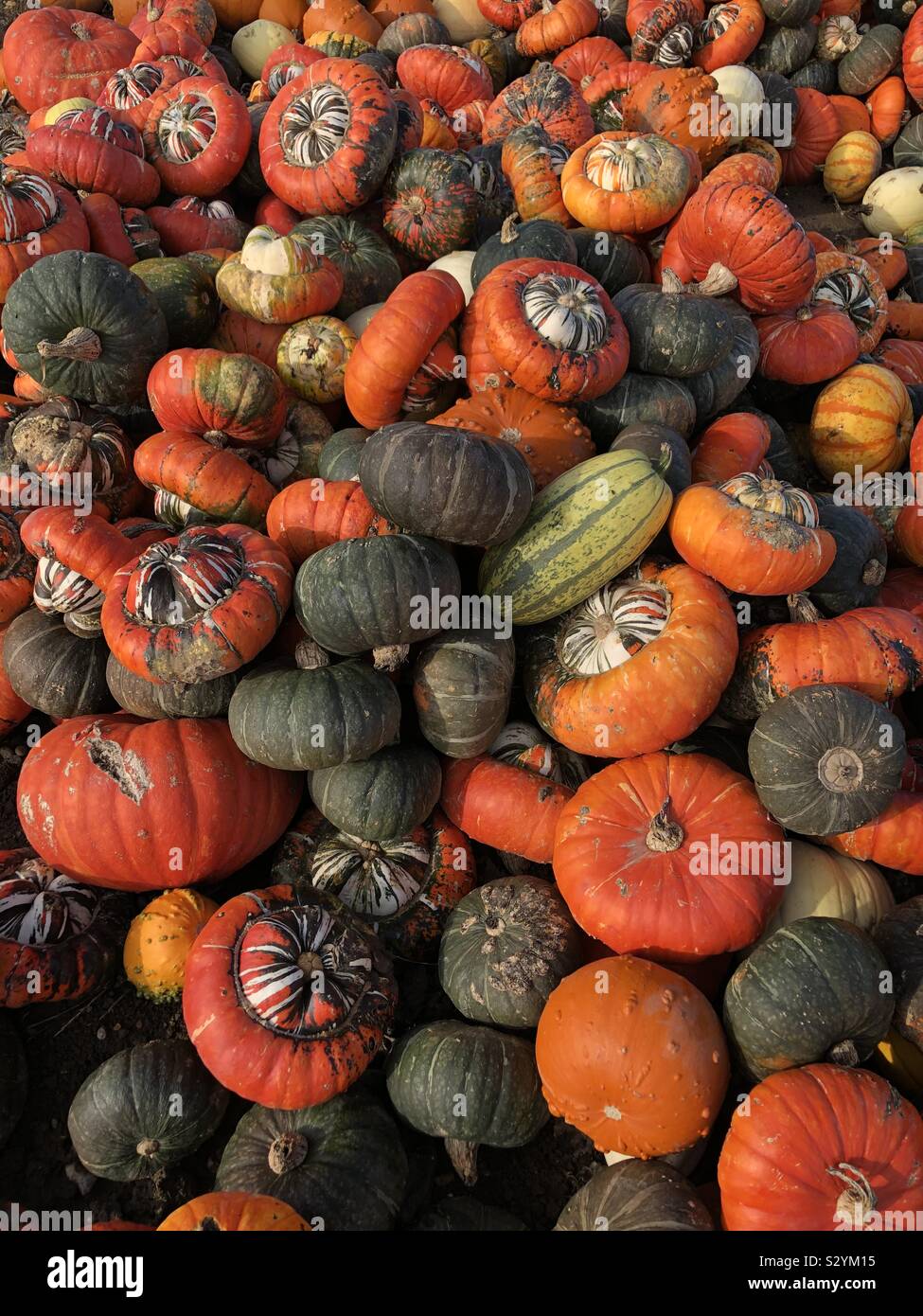 Massive pile of pumpkins in Essex Stock Photo - Alamy