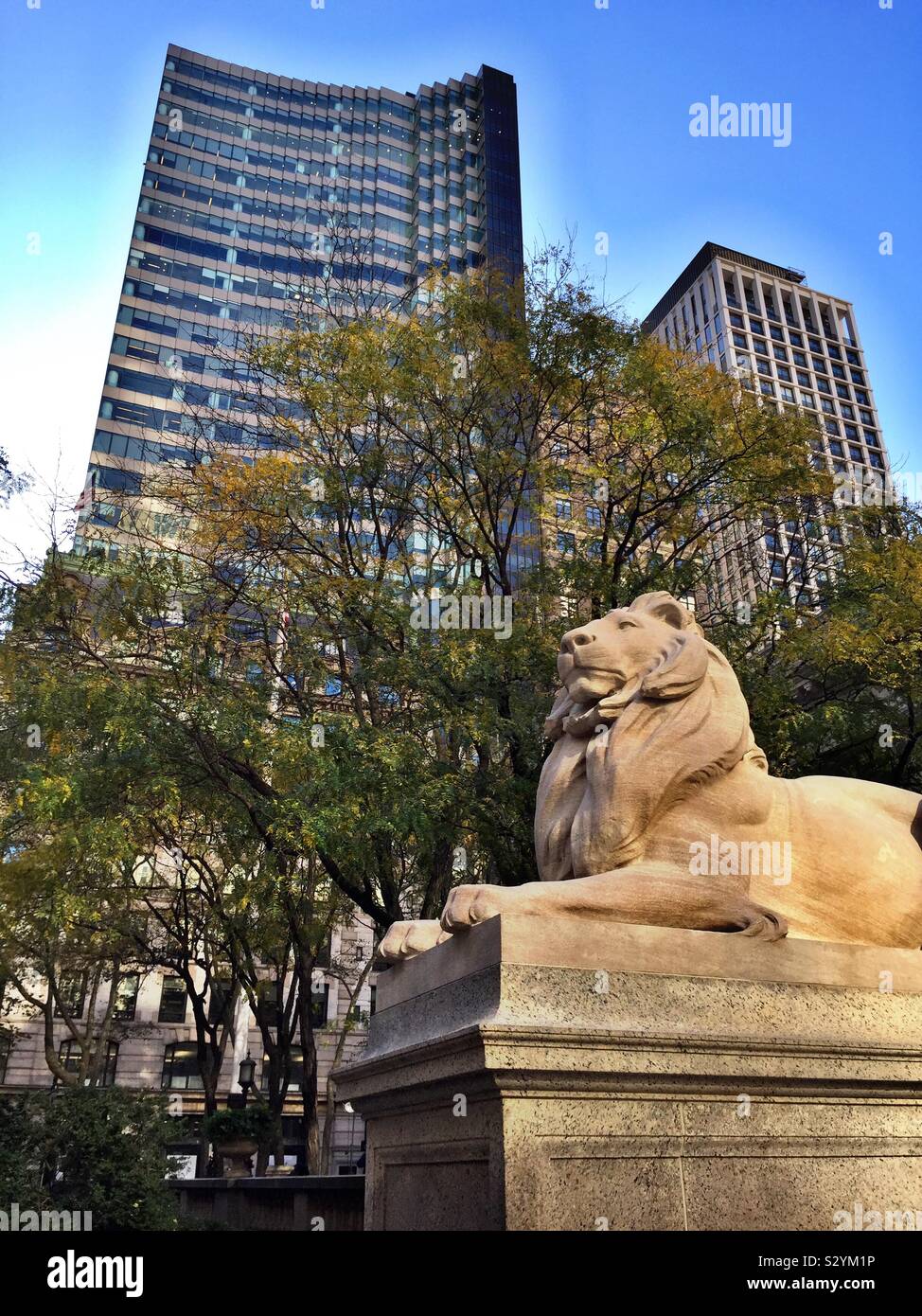 The library lions are iconic symbols of the new York public library on ...