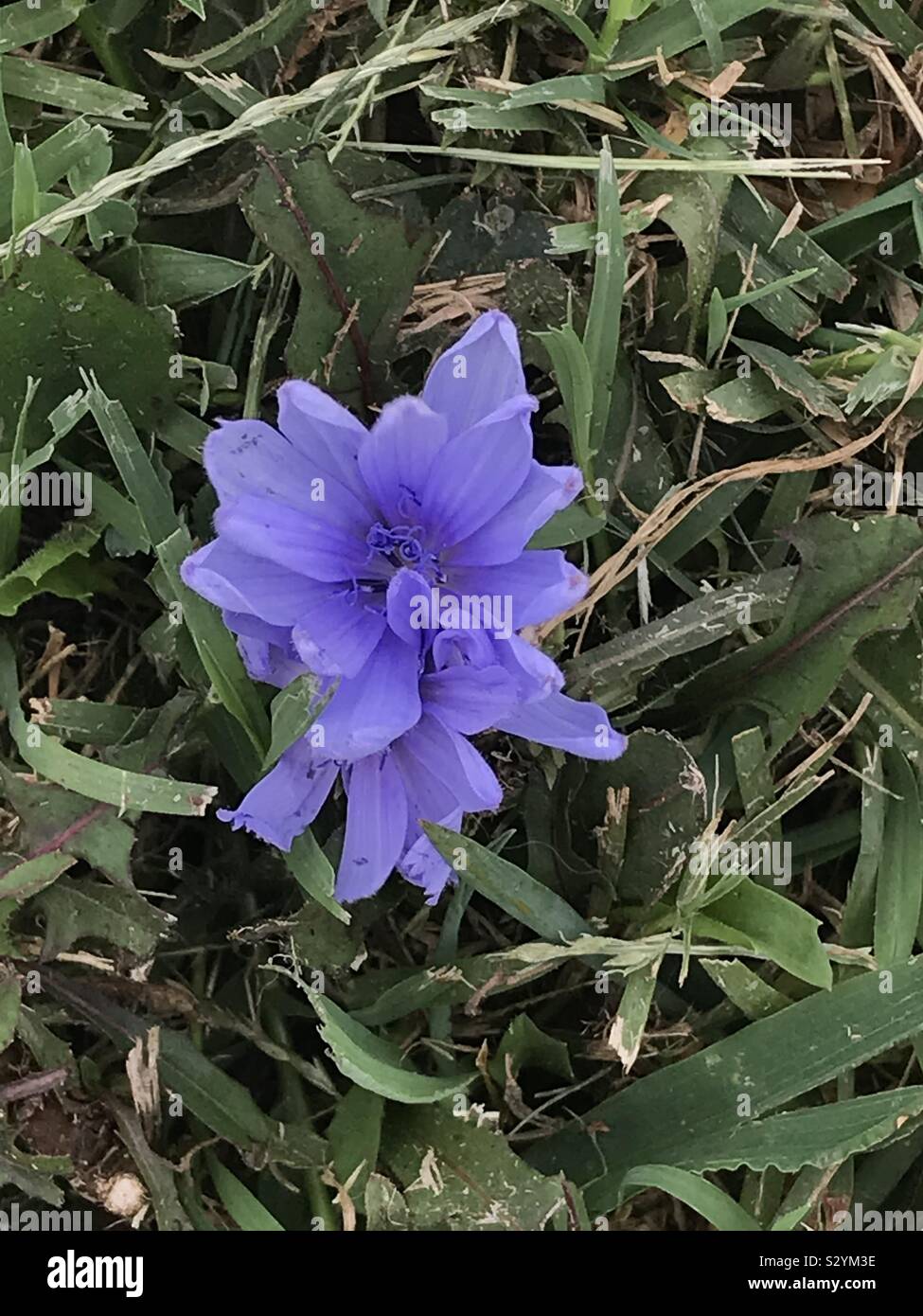 Random nature hi-res stock photography and images - Alamy