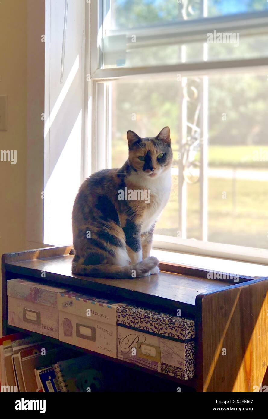 Calico cat window hi-res stock photography and images - Alamy
