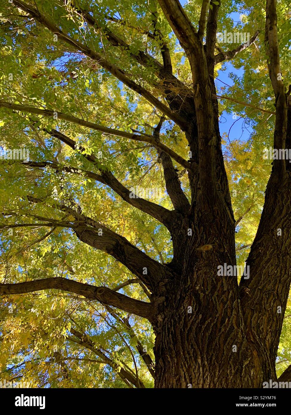 Abstract tree shadows hi-res stock photography and images - Alamy