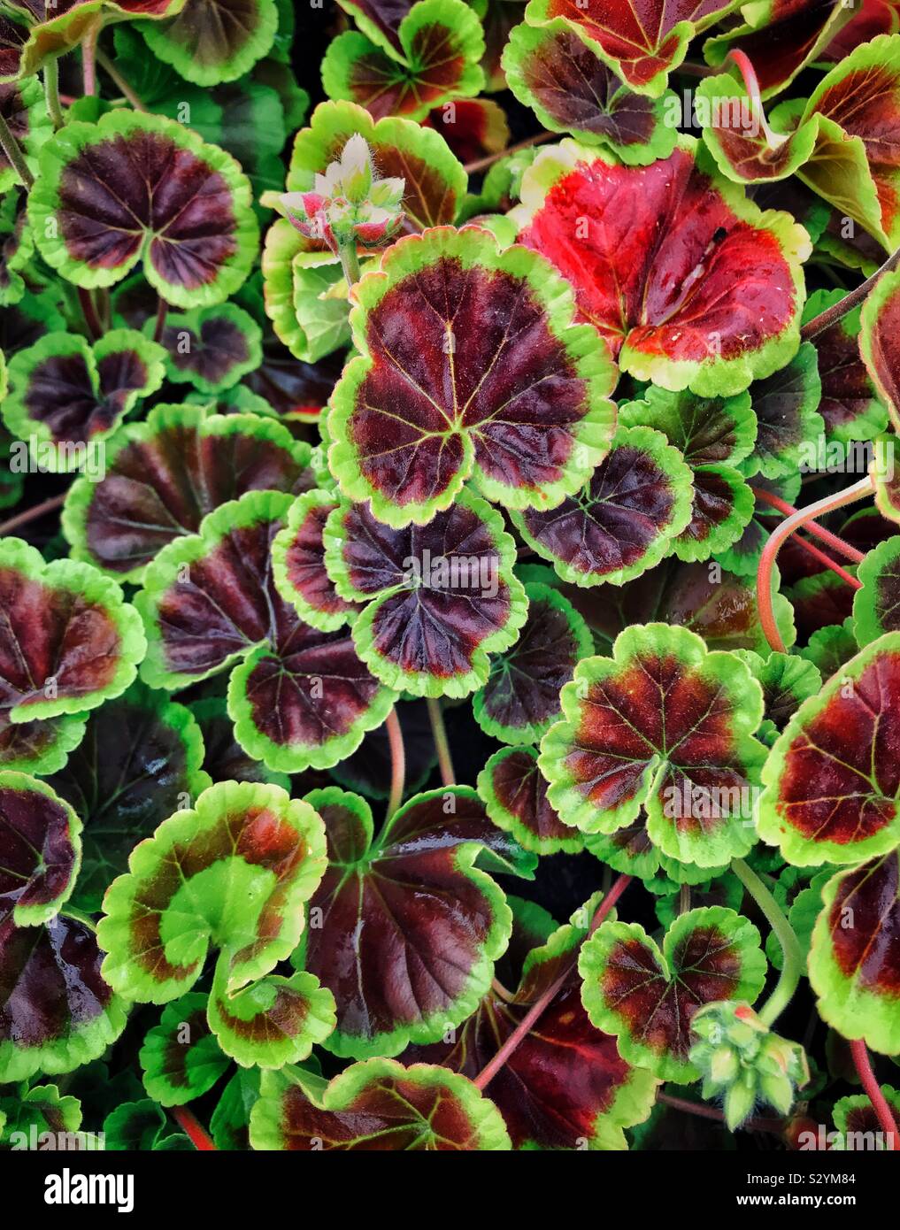 Variegated leaf geranium hi-res stock photography and images - Alamy
