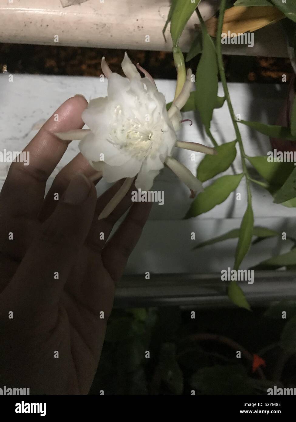 Hand holding flower hi-res stock photography and images - Alamy