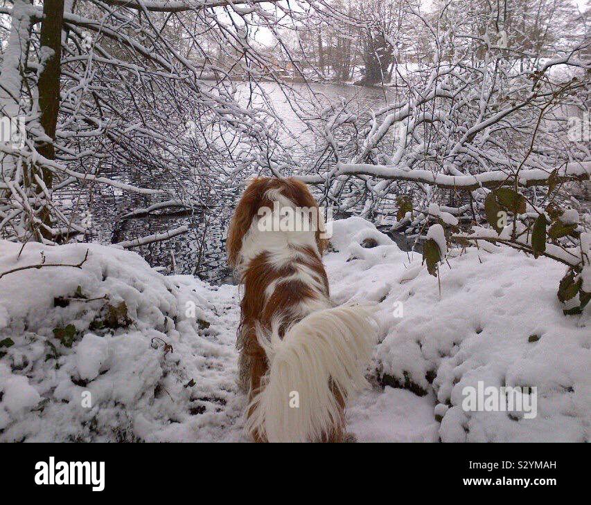 Dog on a snowy day Stock Photo - Alamy