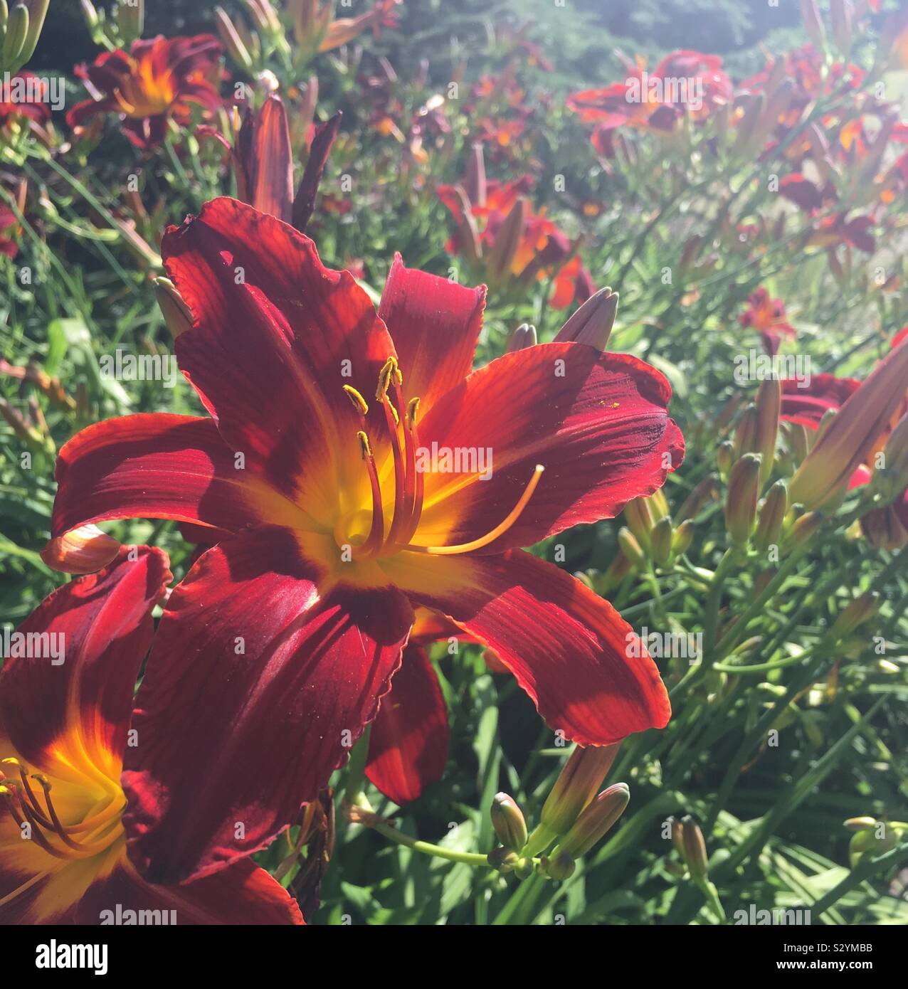 Red day lilies hi-res stock photography and images - Alamy