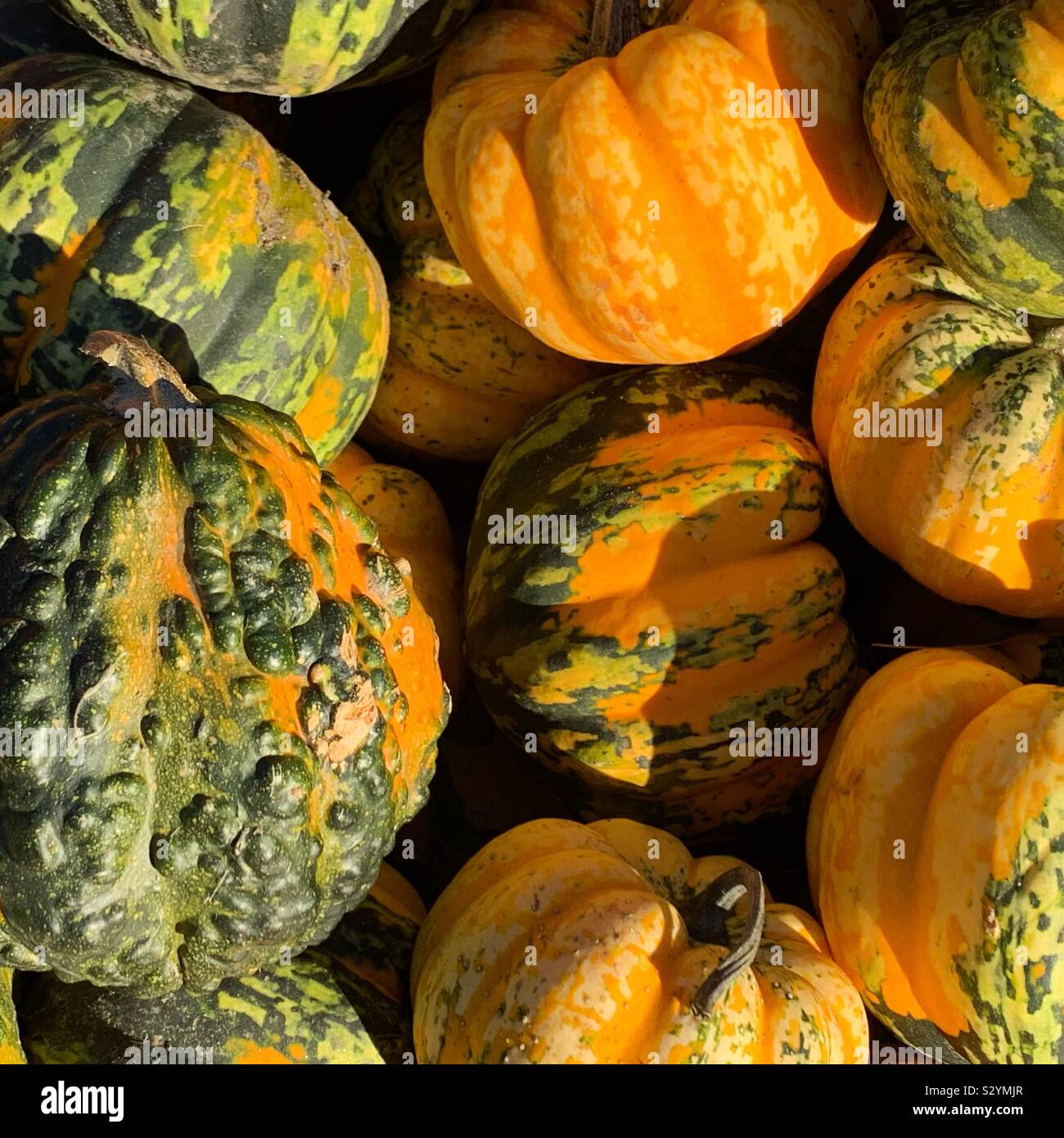 Gourds orange hi-res stock photography and images - Alamy