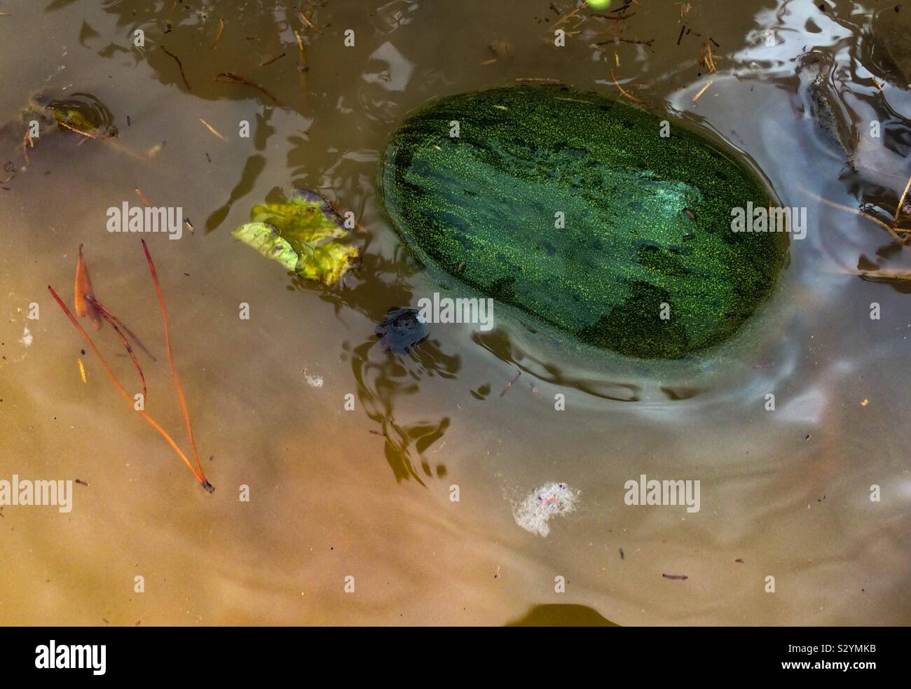 Wet melon hi-res stock photography and images - Alamy