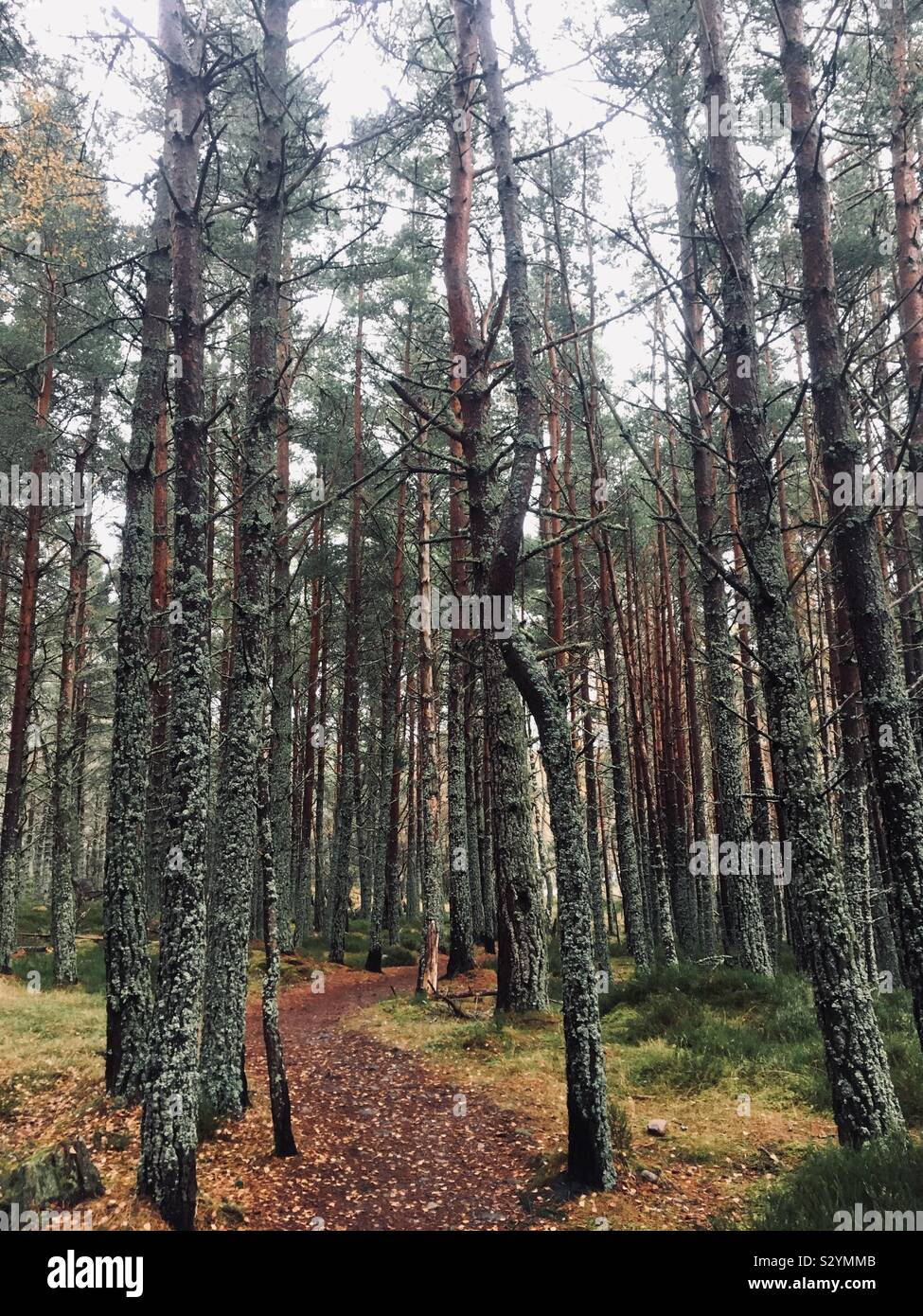 Silver birch forest hi-res stock photography and images - Alamy