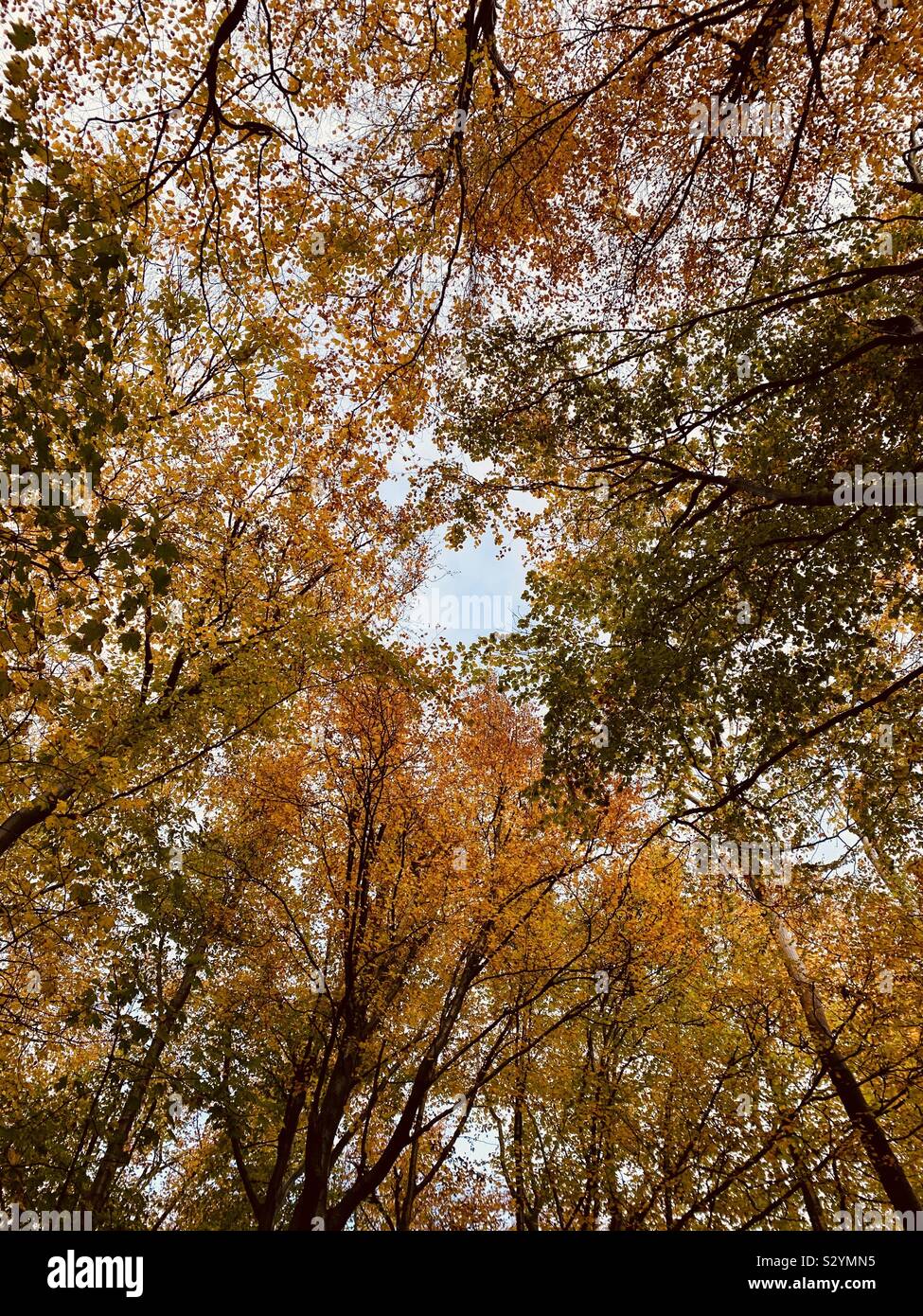 Canopy of tree tops hi-res stock photography and images - Alamy