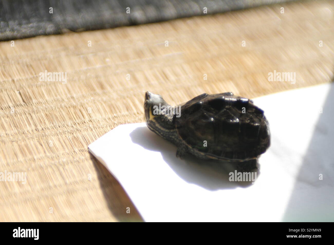 Musk turtle hi-res stock photography and images - Alamy