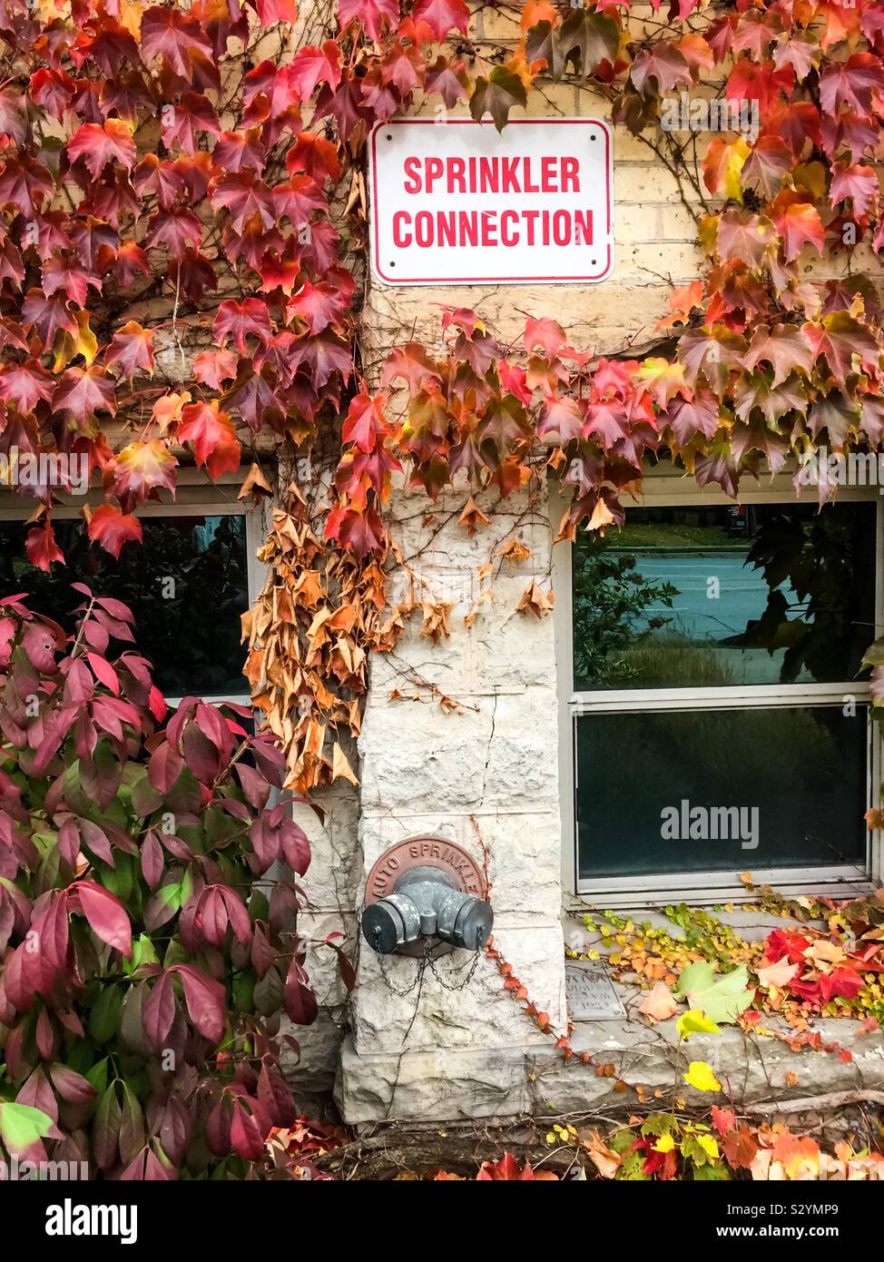 Sprinkler connection and autumn foliage Stock Photo - Alamy