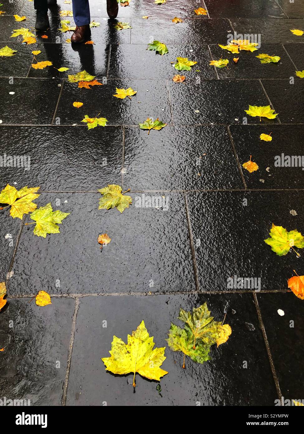 Leaf litter pattern hi-res stock photography and images - Alamy