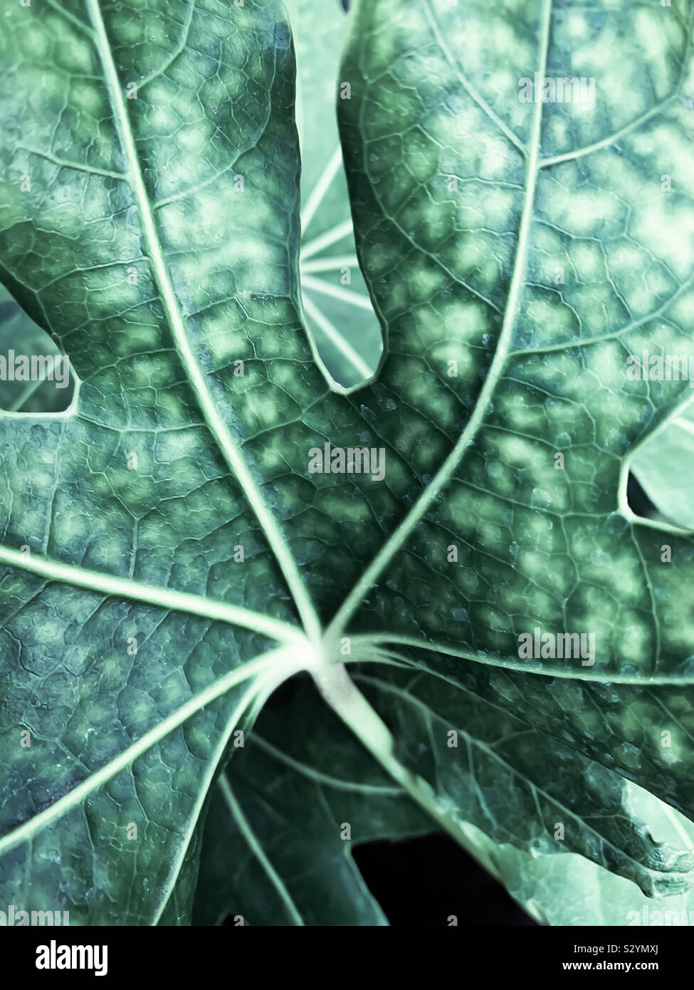 Veins on plant leaf Stock Photo - Alamy