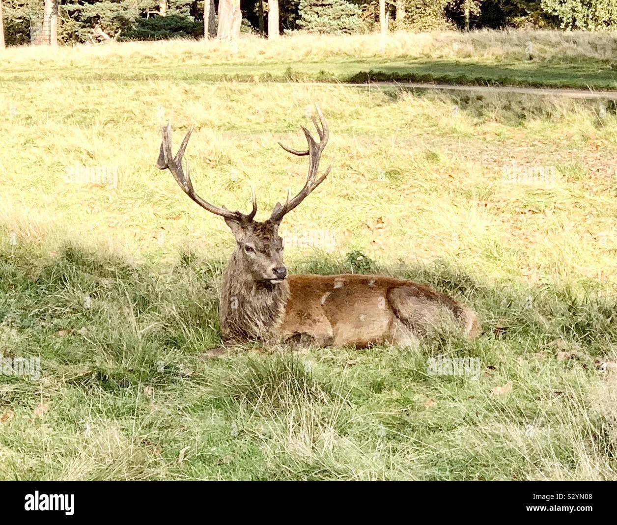 Stag on watch Stock Photo - Alamy