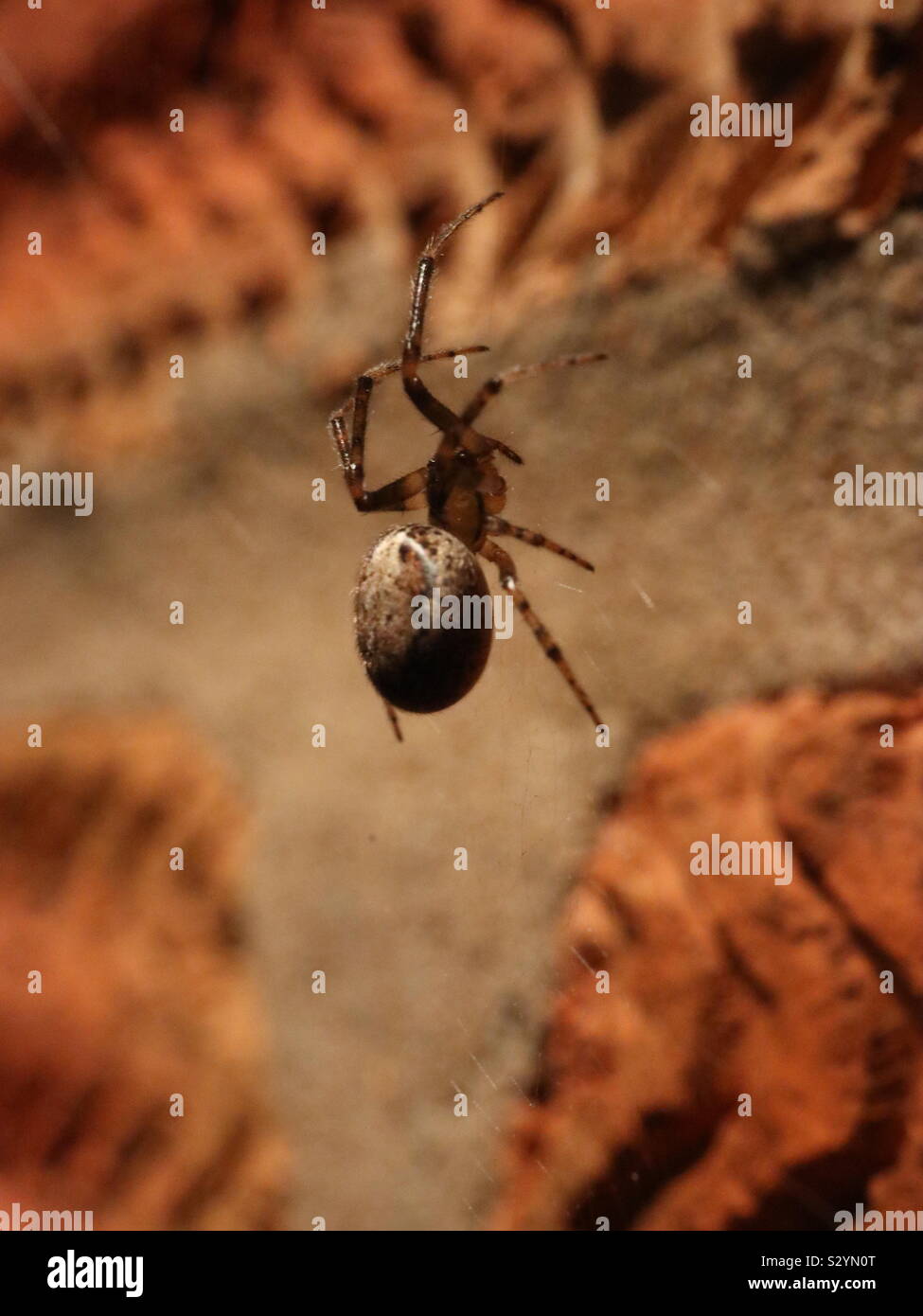 Furrow Spider, on Accrington Brick web Stock Photo - Alamy